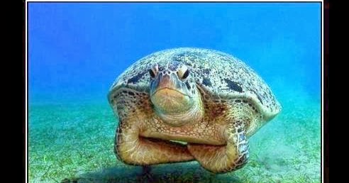 All That Spam: Turtle Is Not Angry