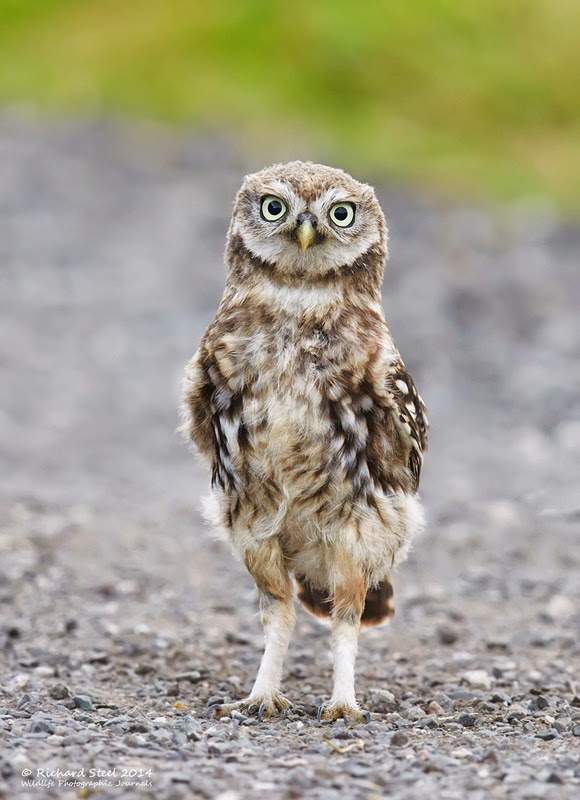 Wildlife Photographic Journals: Last of the Little Owls