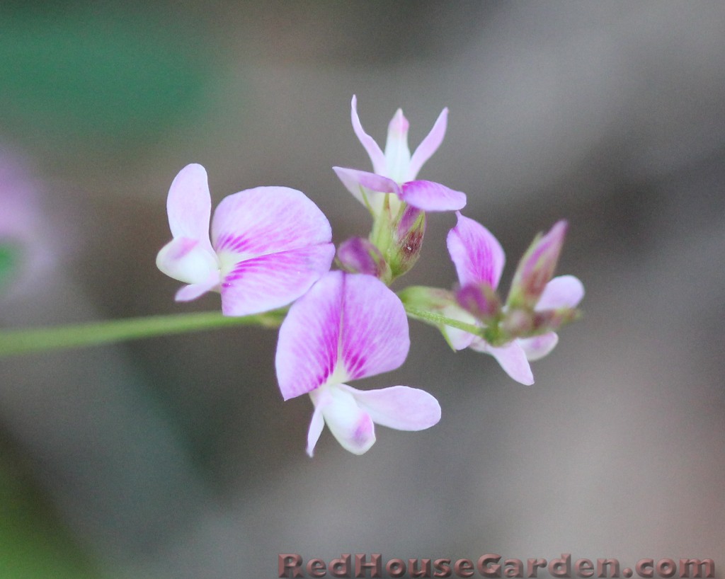 Red House Garden: Beggar Lice and Treasure Hunts
