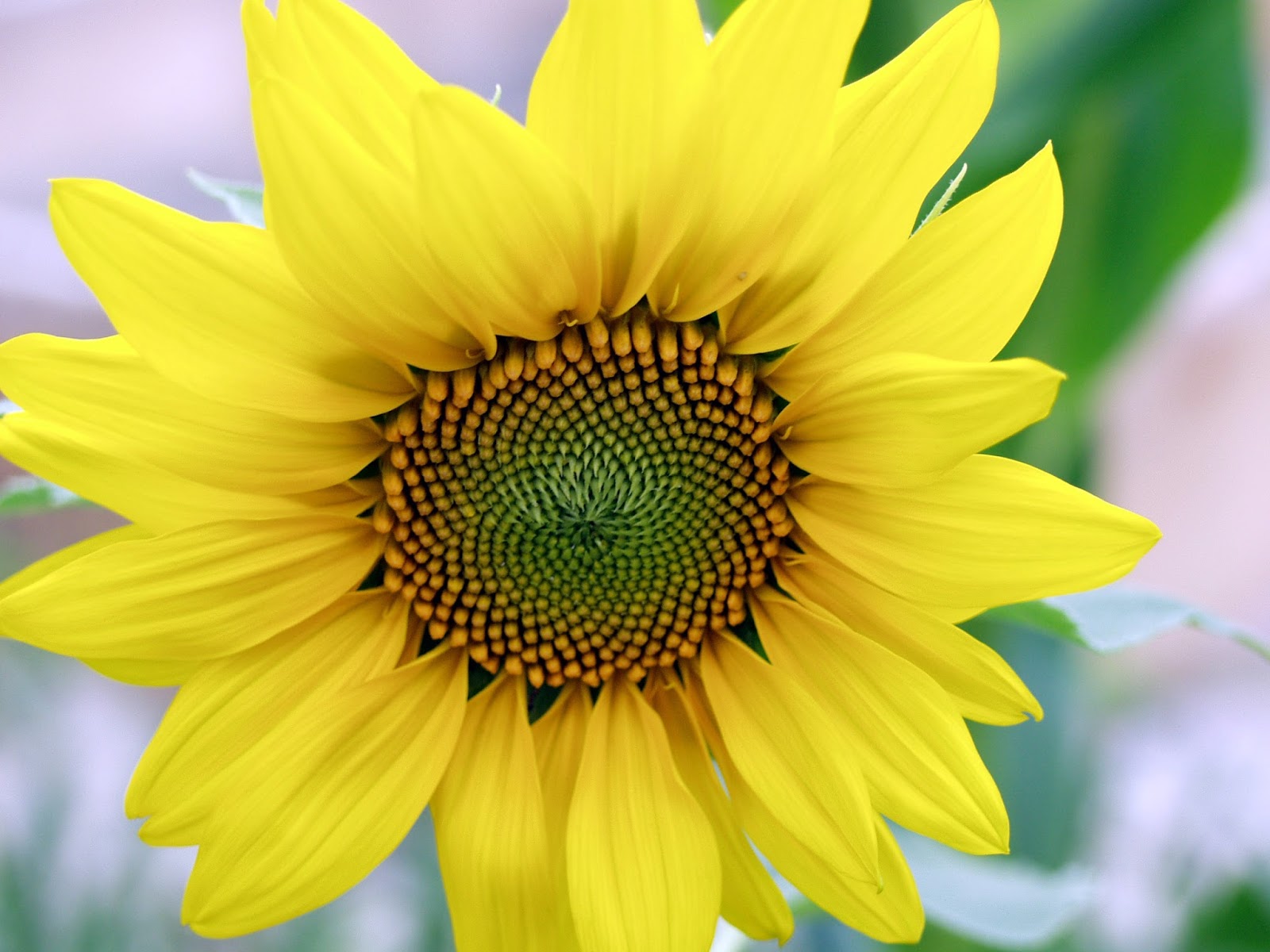 l´Passage VIP: Protege el cabello y el cuero cabelludo de los efectos ...