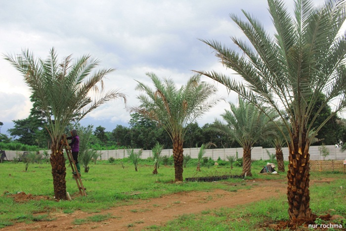 Kenapa Pohon Kurma Di Indonesia Tidak Berbuah Waduh...kenapa Tanaman ...
