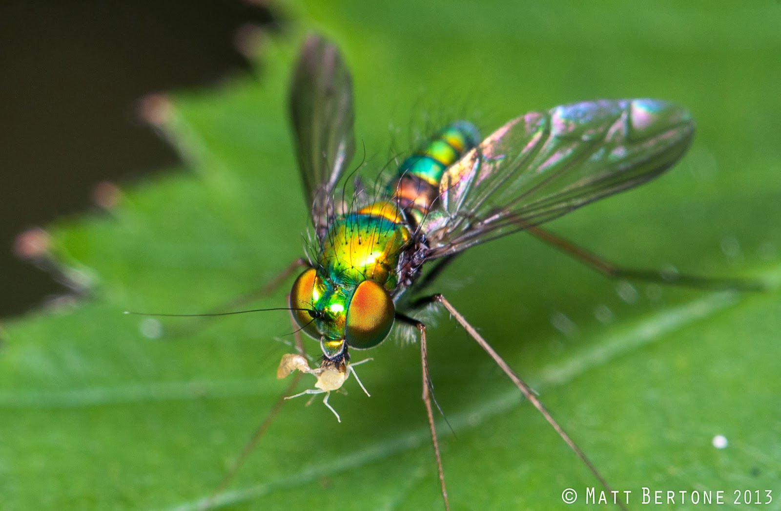 NCSU PDIC: Some Insects/Arthropods You Should Be Thankful For