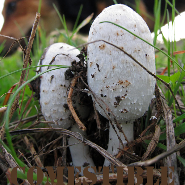 ACOUCOULA: COPRIN CHEVELU (Coprinus comatus)