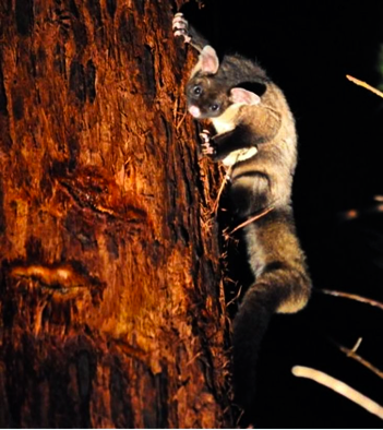 MINC Internship: Petaurus australis: Yellow-bellied Gliders