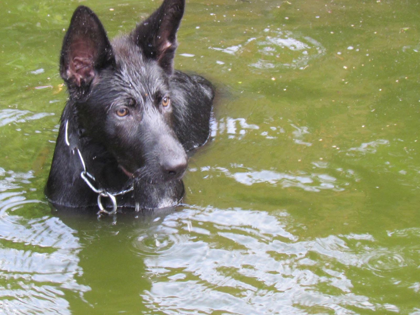 Zwinger vom Haus Rasko: Verschiedene Fotos aus unserem D und E Wurf