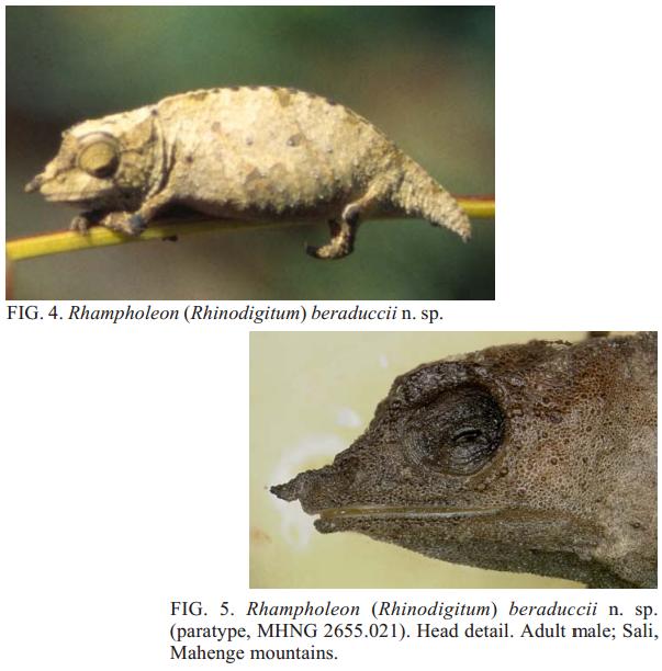Species New to Science: [Herpetology • 2006] 3 new Rhampholeon | R ...