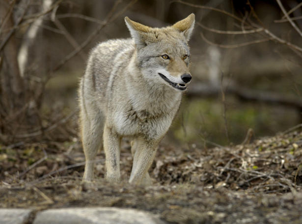 The Coyote | All Wildlife Photographs