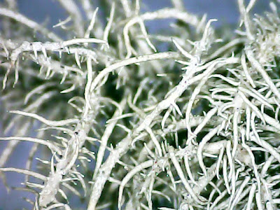 CUADERNO DE CAMPO del Treparriscos: Usnea barbata.