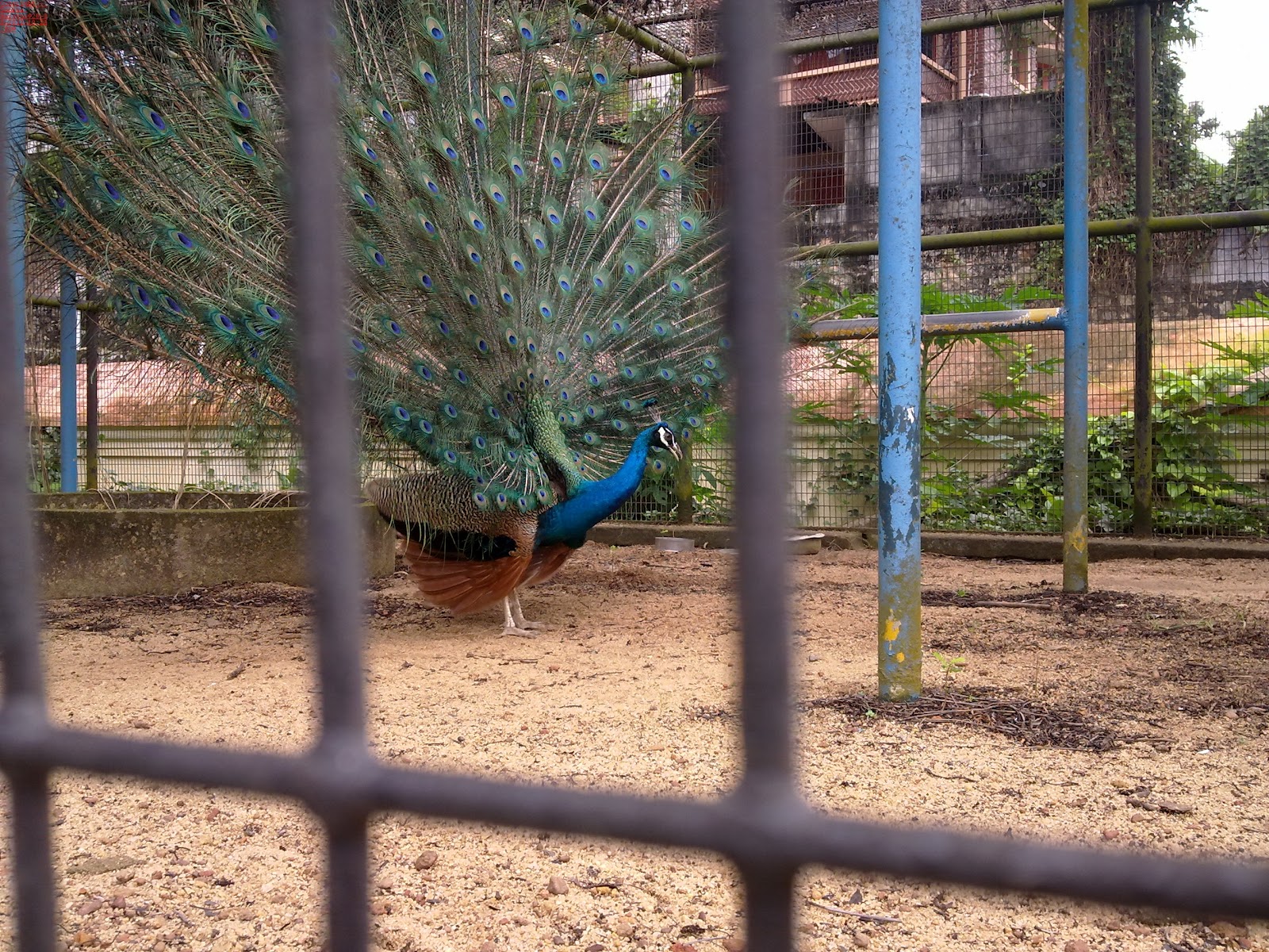 World through the aperture: Ulloor Subramanian Swamy Temple