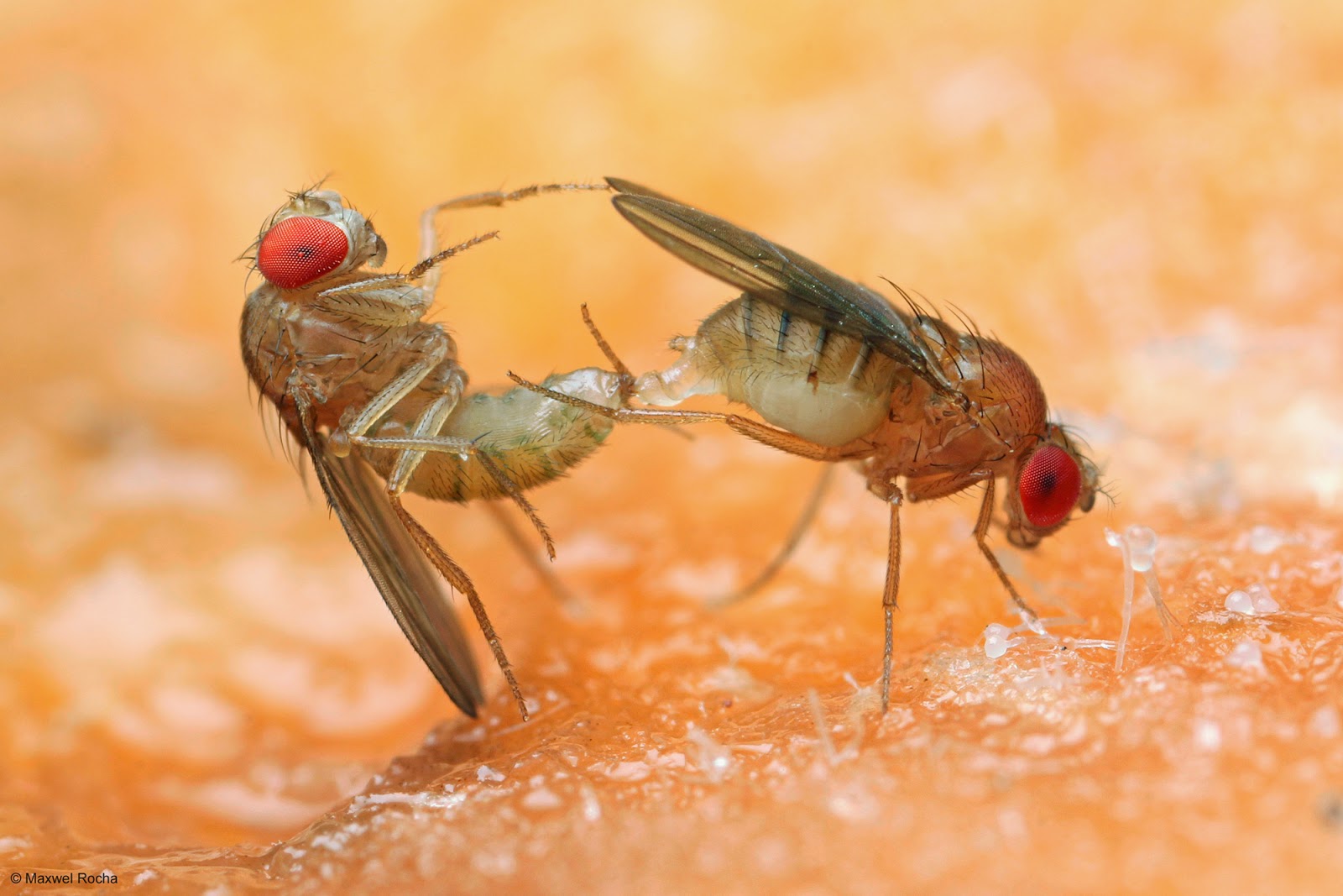Macrofotografia por Maxwel Rocha: Moscas (Dípteras)