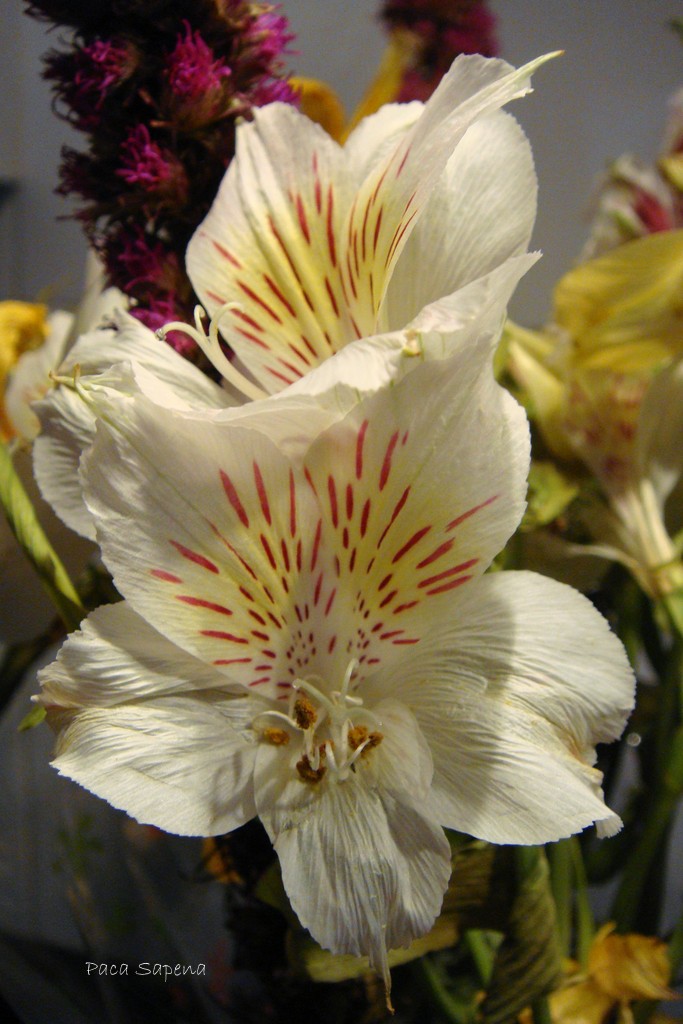 La Rioja de la A a la Z: ASTROMELIA - Flor