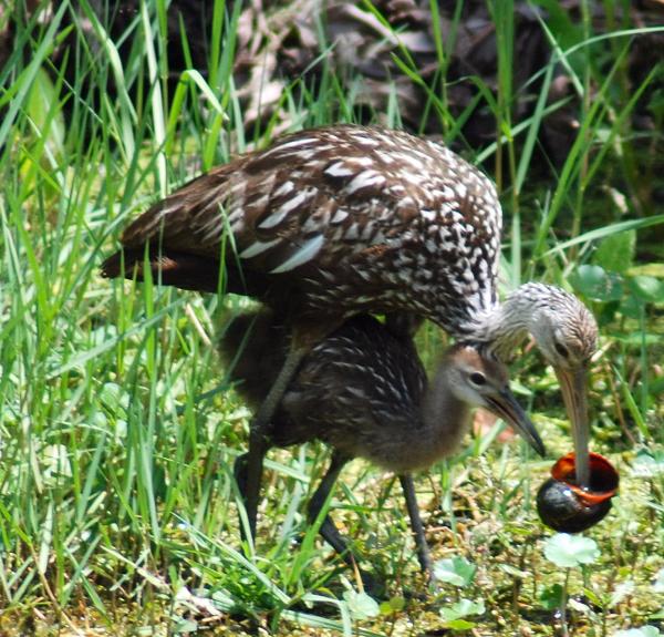 Limpkin Birds Facts And Pictures | All Wildlife Photographs