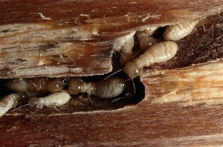Different Types Of Termites - Termites