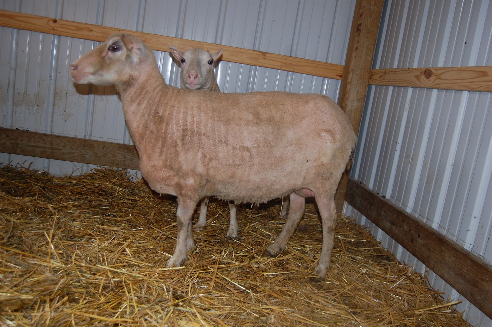 Little Hills Sheep Ranch: New Finnish Landrace sheep!!