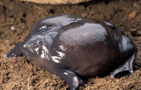 10 Hewan Berwujud Jelek yang Dicintai Oleh Para Ilmuwan ~ aneh unik