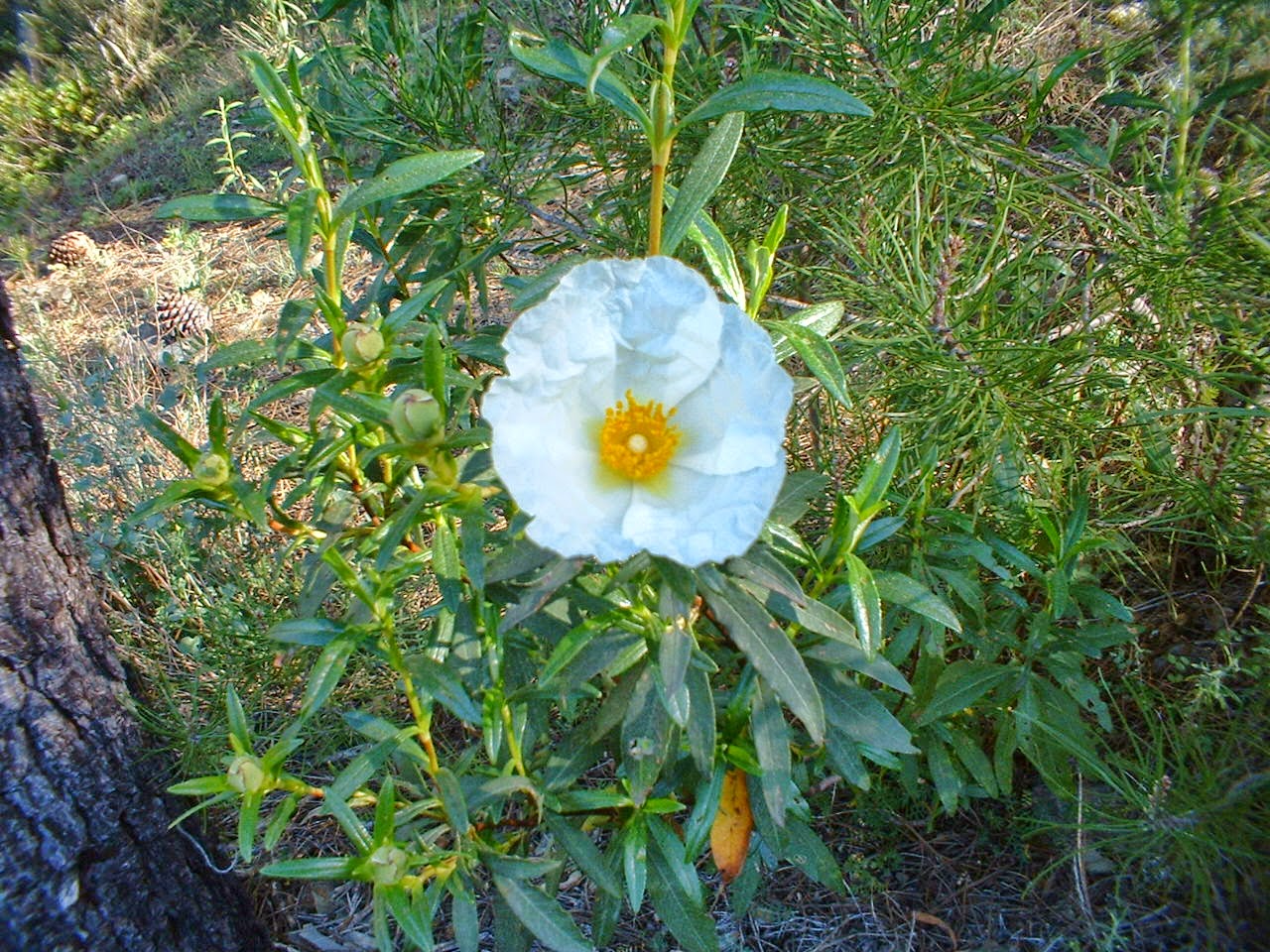 O melhor Alentejo do Mundo: Estevas