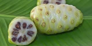 Manfaat Buah Pace/Mengkudu Untuk Kesehatan ~ OTAK EINSTEIN