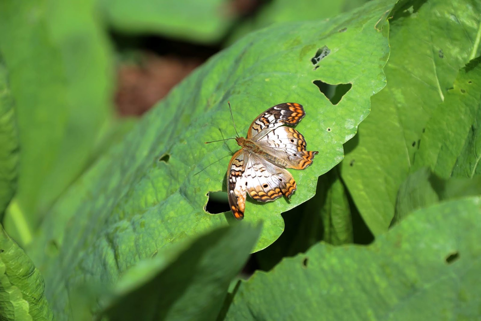 My Kampah: 4/11/19 GreenBrook Garden