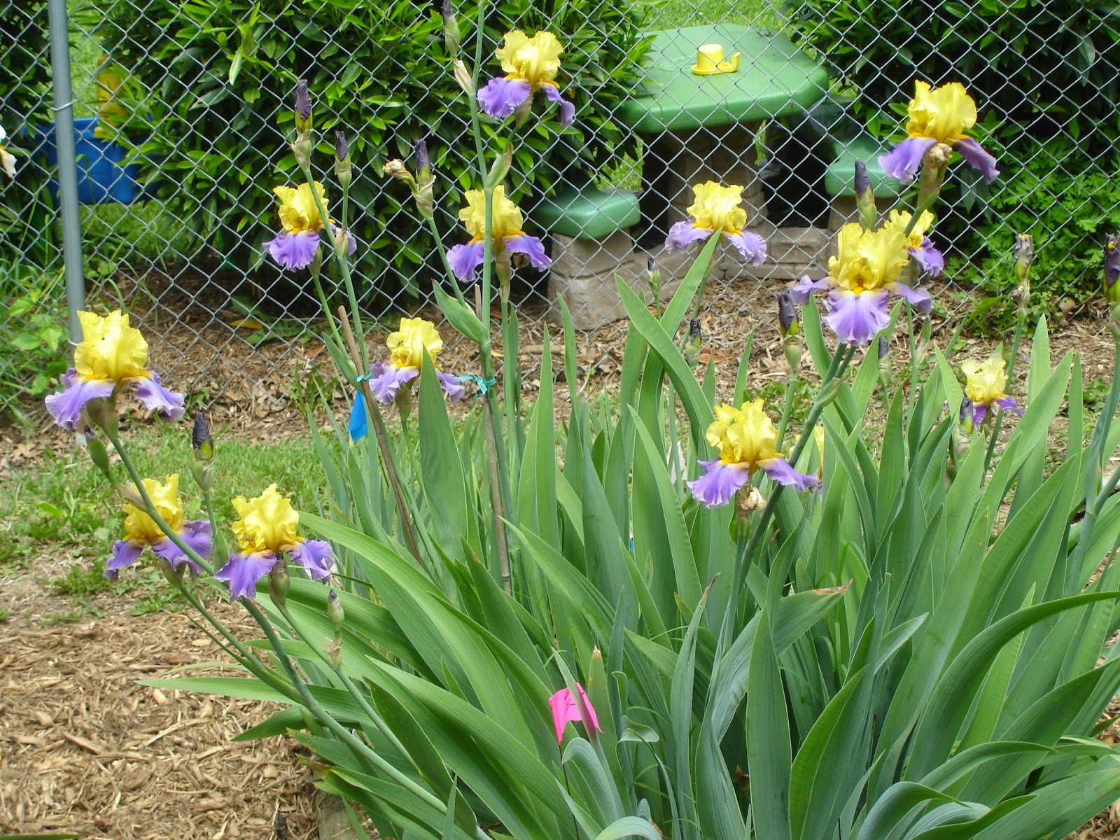 World of Irises: "What Happens If You Cross These Two Irises?"