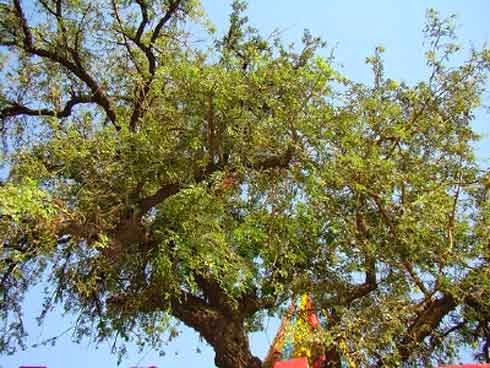 Kumbha Rashi Tree – Which is the tree associated with Kumbh Rashi Born ...