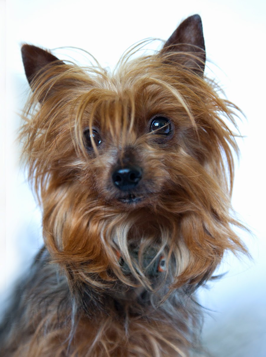 Shelter Dogs of Portland: "CURLY SUE" Yorkie