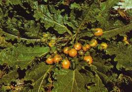 Herbs-Treat and Taste: EUROPEAN MANDRAKE - SUPERSTITIONS, FOLKLORE AND ...