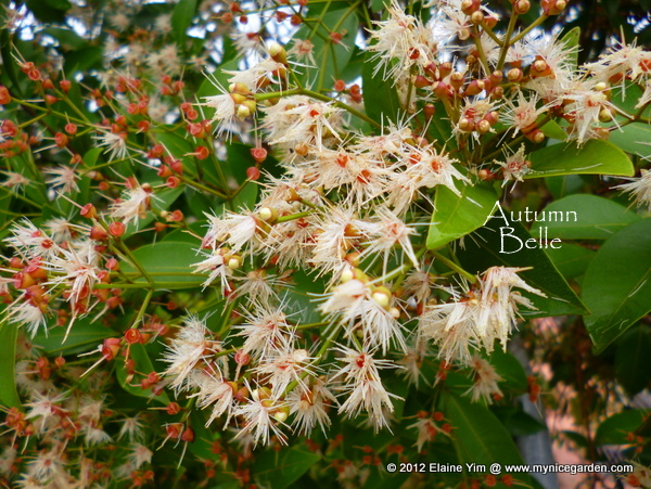 My Nice Garden: Eugenia oleina Tree - Syzygium myrtifolium