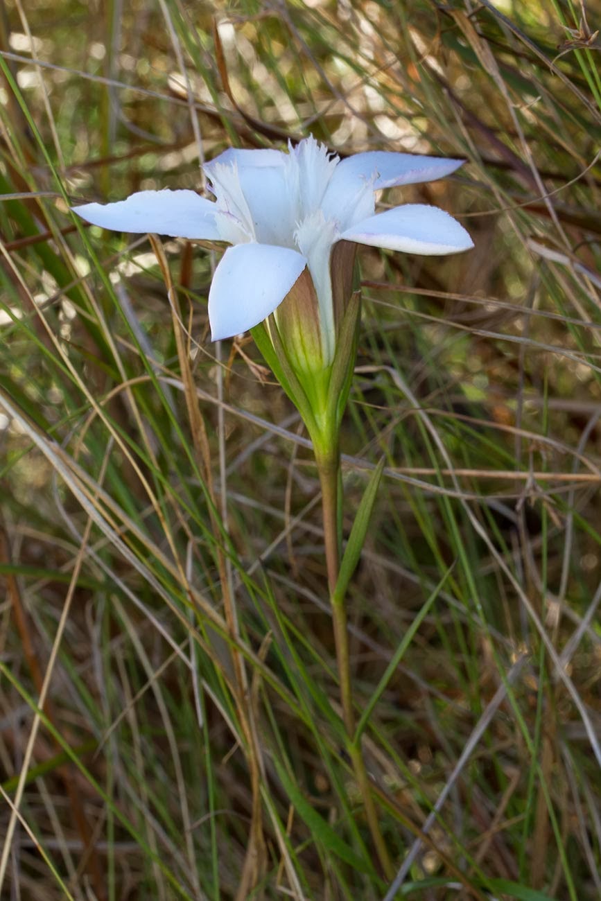 Bob's Photos: Wiregrass Gentian