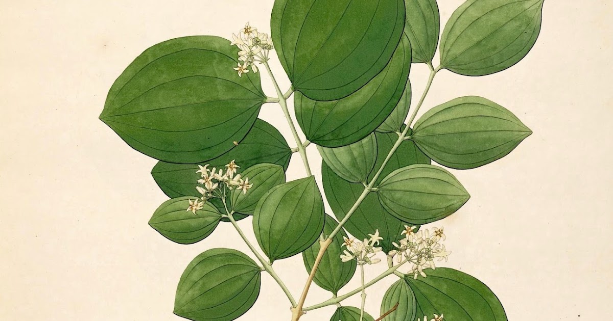 In the Company of Plants and Rocks: Tree of the Month: the Poison Nut Tree