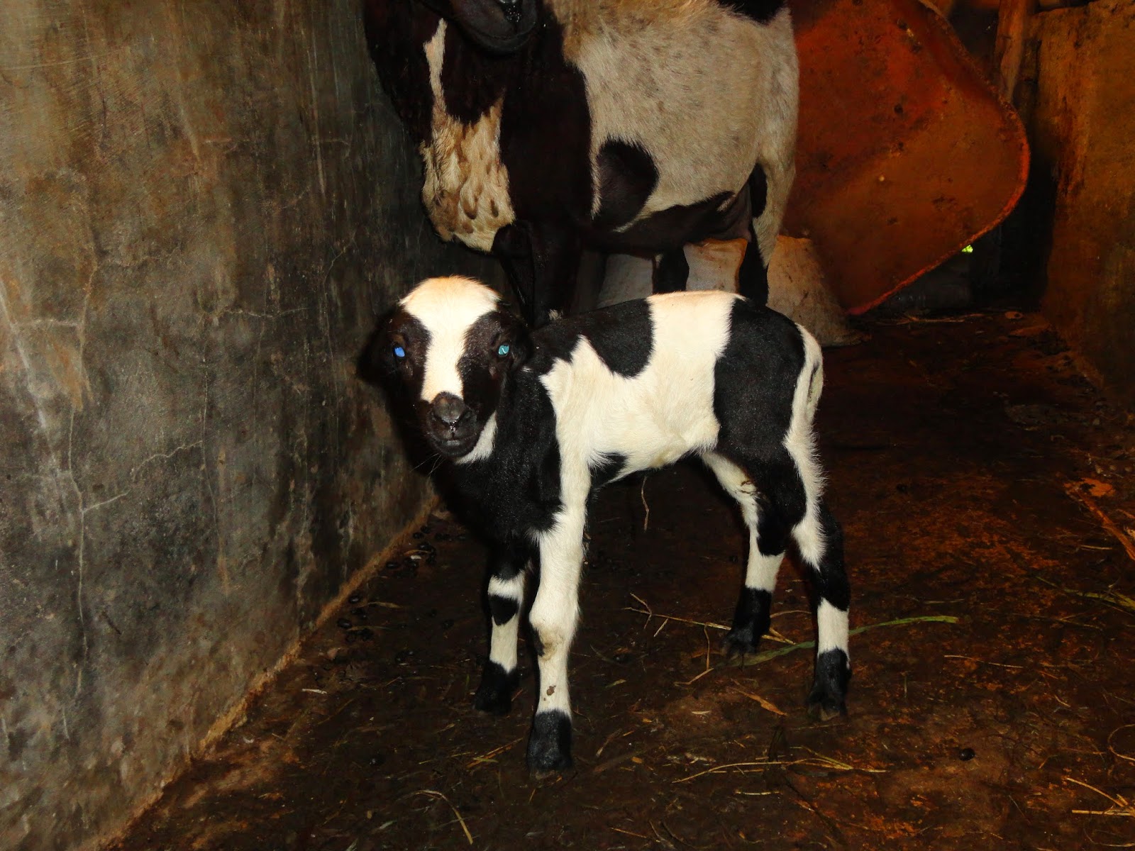 KONTROVERSI PANAS : ""PEMELIHARAAN BUDI DAYA TERNAK DOMBA GARUT""