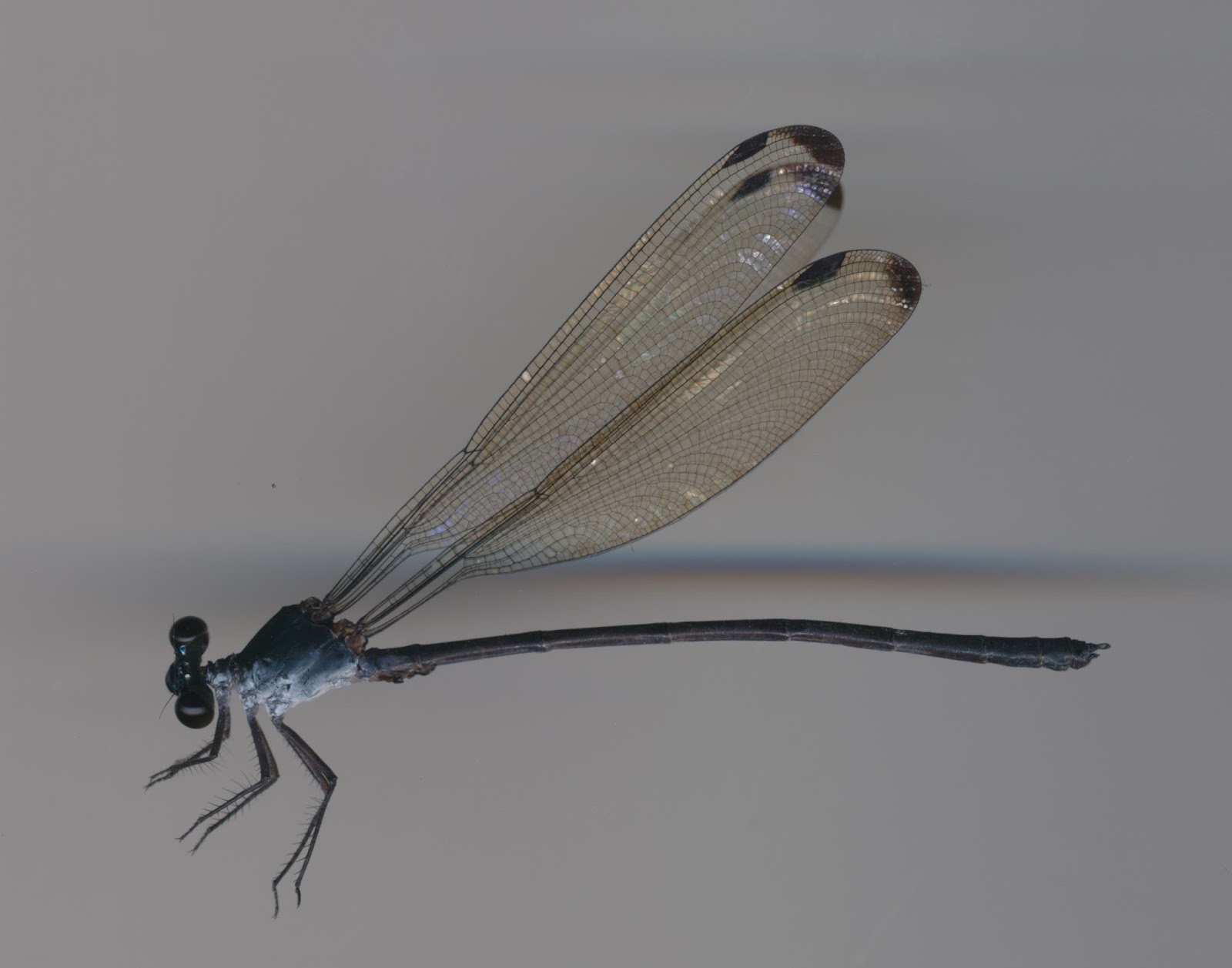 Dragonflies and damselflies of Vietnam: August 2015