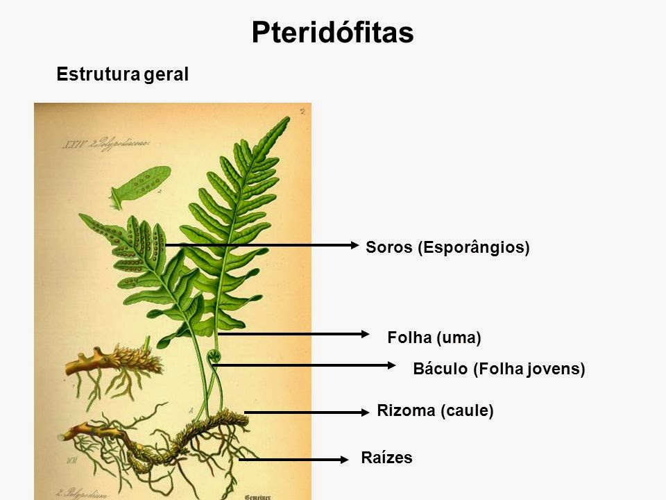 Projeto Medicina: Pteridófitas