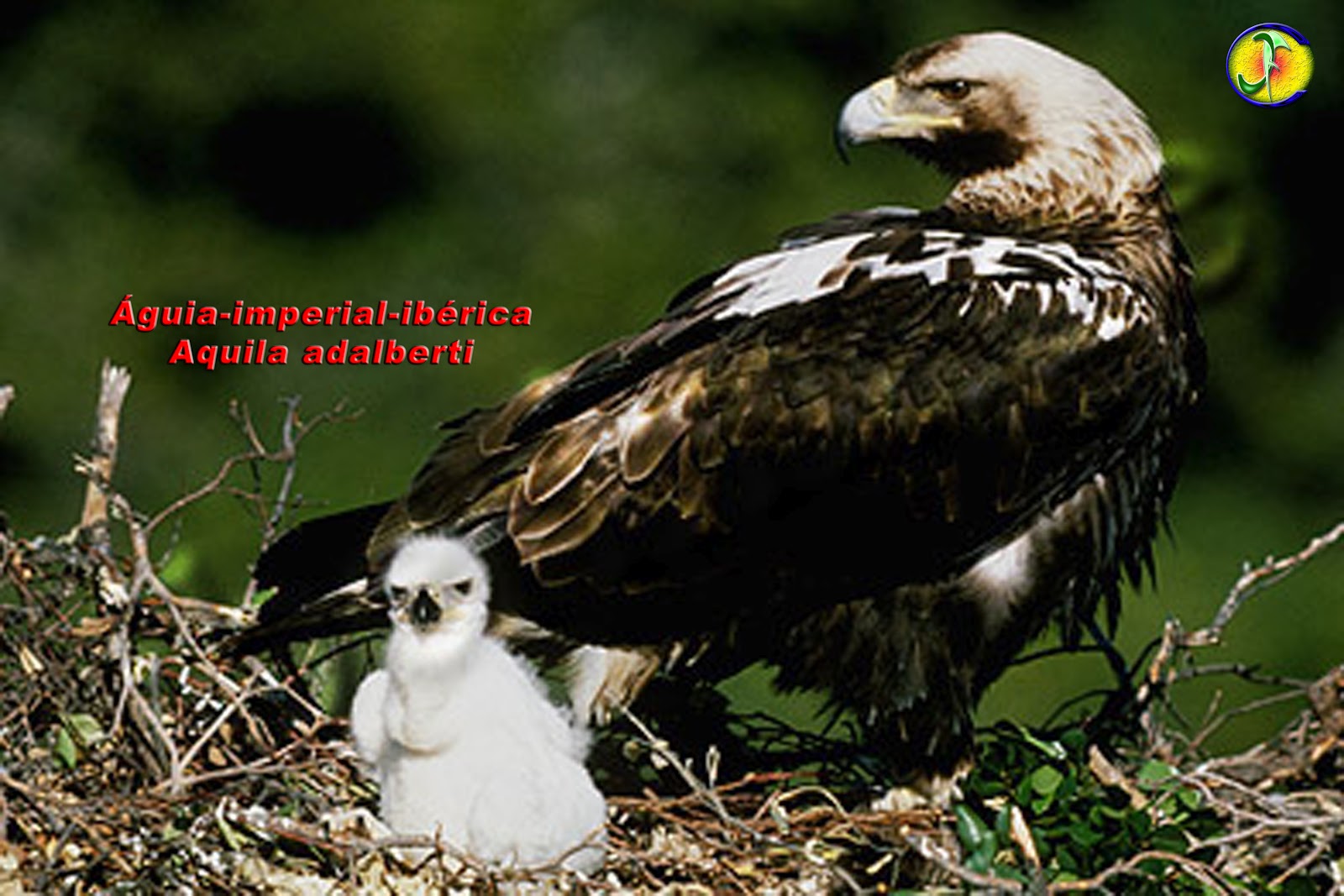 ORNITOLOGIA: Águia-imperial-ibérica (Aquila adalberti)