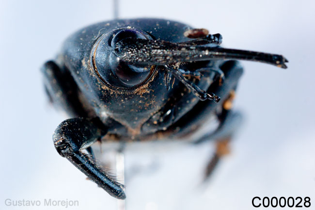 Coleoptera de Ecuador: Curculionidae : Rhynchophorus palmarum