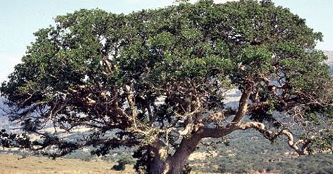 A Trivial Devotion: Zacchaeus: Up A (Sycamore) Tree (Luke 19:4)