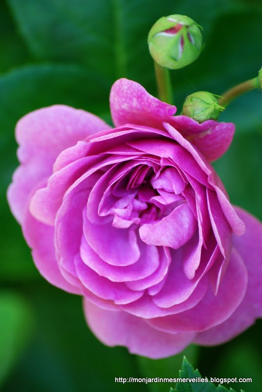 Mon Jardin Mes Merveilles: Nouvelles roses 2012 : Blue Boy