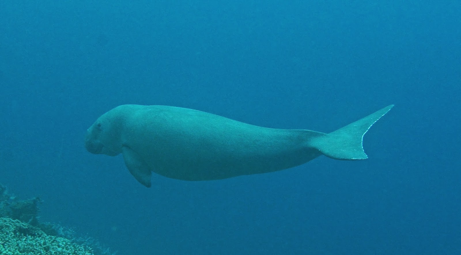 dayboat journal: TRAVEL Raja Ampat, Night Dive, Dugong sighting (Day 7 & 8)