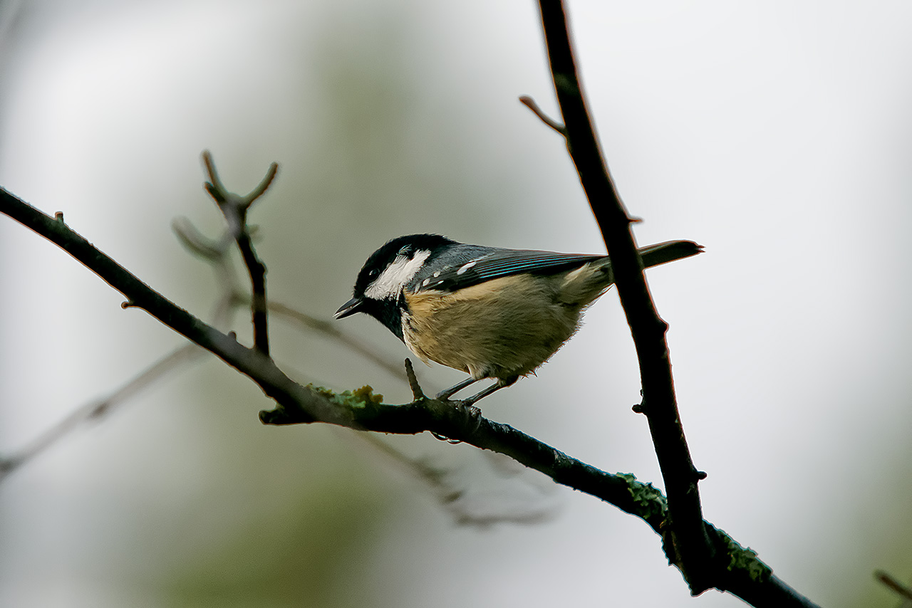 Aurum Signum: Lintulaudan linnut