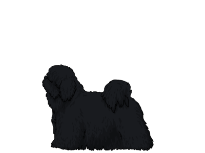 Furry-Paws Dog Breed Colors : Puli Colors