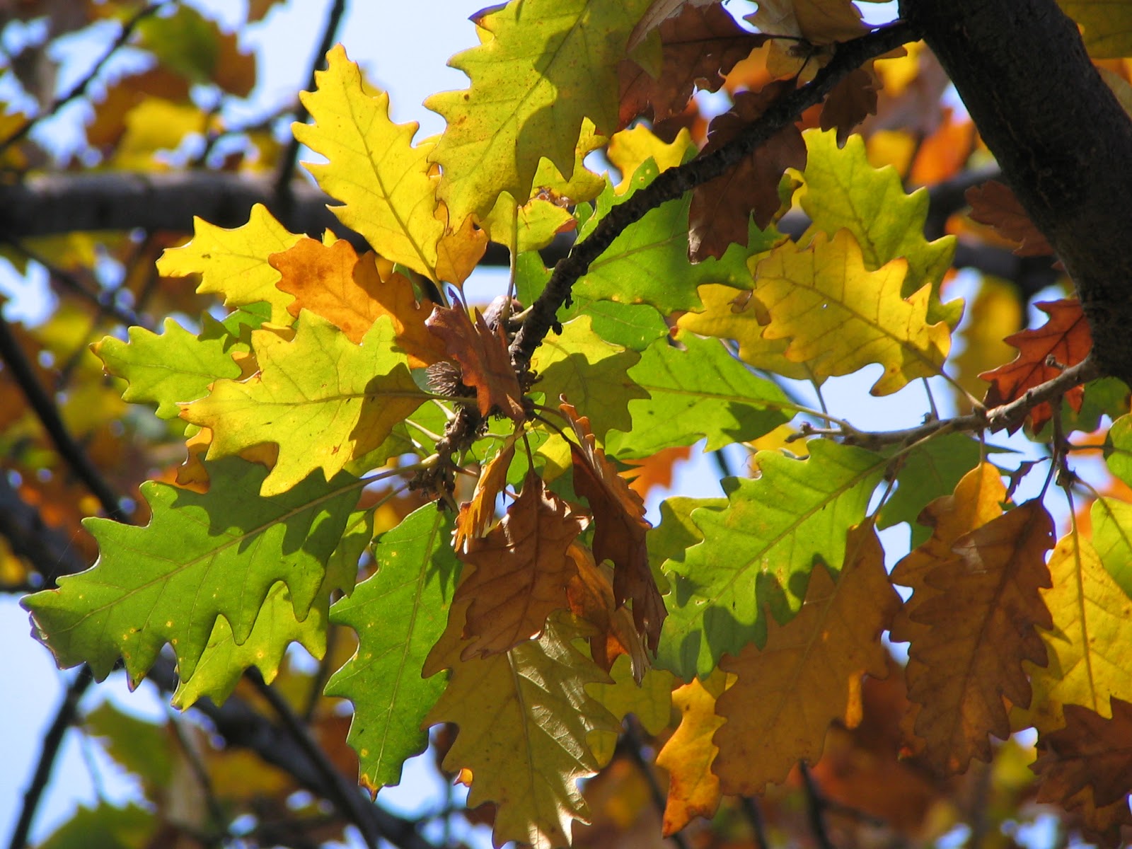 LA MULTI ANI, ROMANIA!: Frunze de stejar