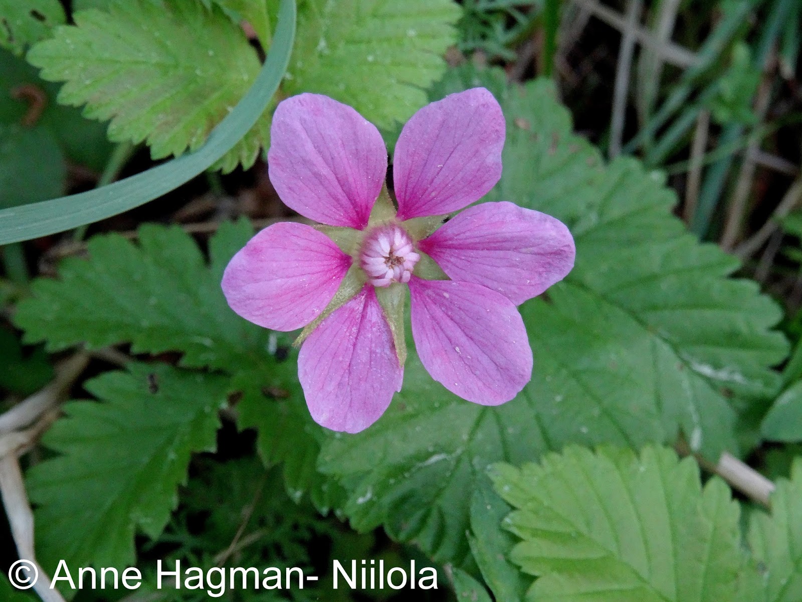 ANNEN LUONTOPÄIVÄKIRJA nature diary: MESIMARJA KUKKA Rubus arcticus ...