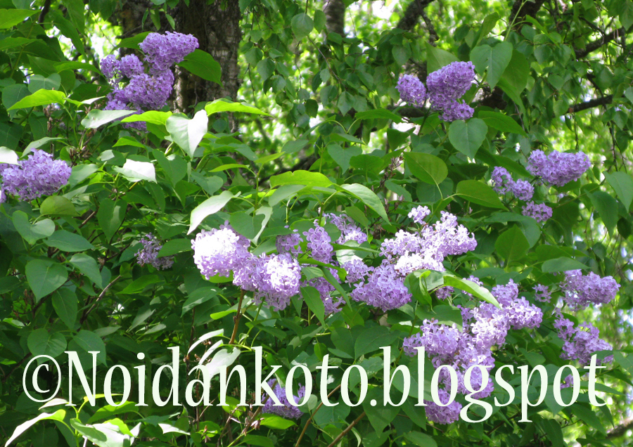 Noidankoto; Valkosipulia ja Salviaa: Syreeni (Syringa)