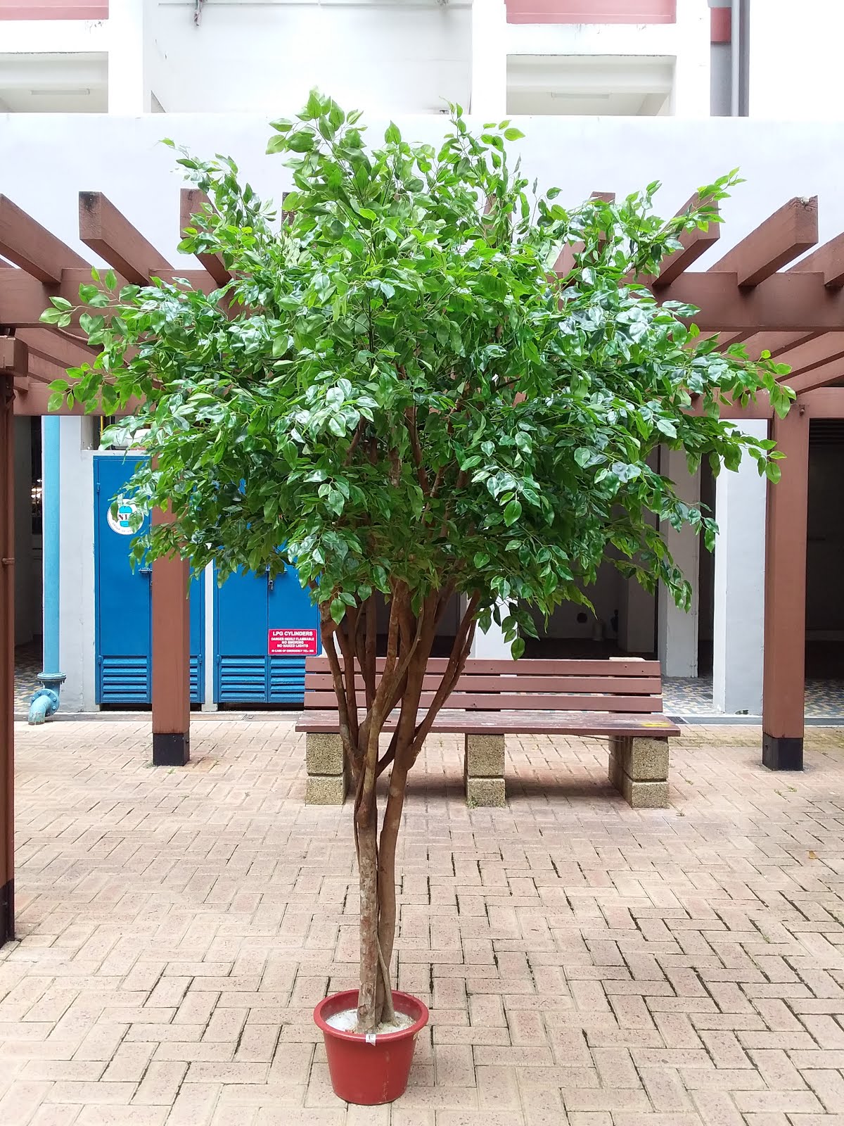 Hoi Kee Flower Shop: 2.5M(H)x1.8M(W) Mini Ficus Tree