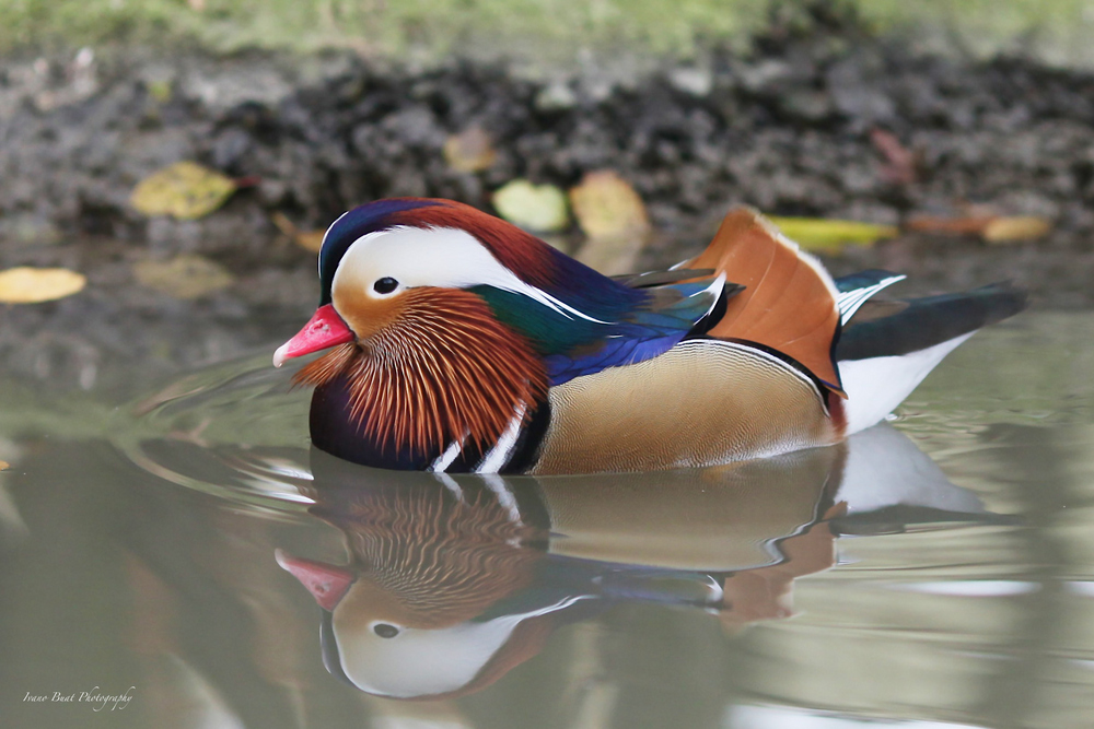 Flash sul mondo ... di tutto, di più: L'anatra mandarina