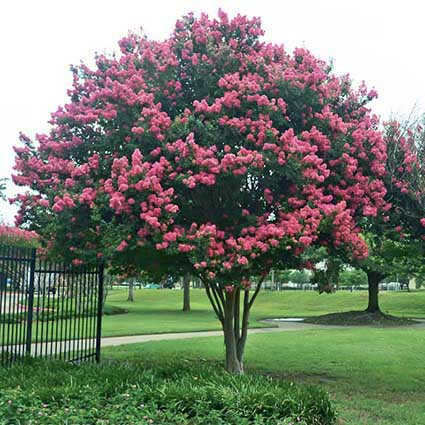 Bungur kecil (Lagerstromia indica) - Tanaman Hias Lanskap