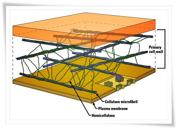 Animal Cells and Plant Cells