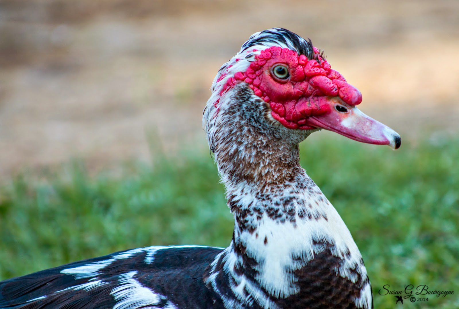 A Breath of Nature: Muscovy Ducks