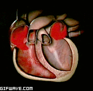 Fisiología Médica
