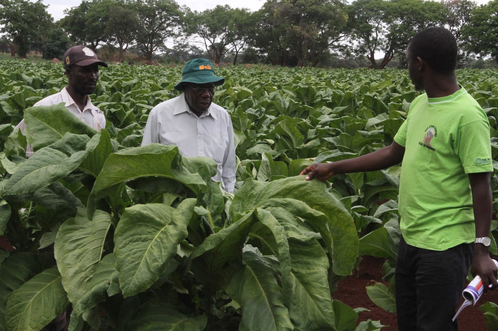 Tobacco Industry And Marketing Board Timb Intergrated Pest