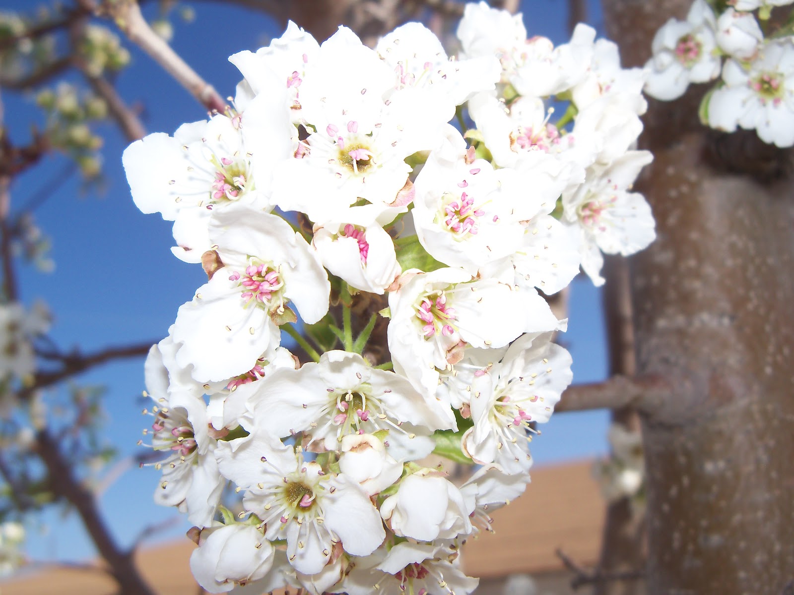 Tumbleweed Crossing: Bradford Pear Tree Blossoms